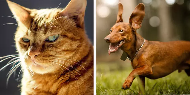 Obrázok №2 - Doggyniki vs Casuals: Vedci založili ako ich postavy rôzne (nie veľmi príjemné správy pre majitelia mačky)