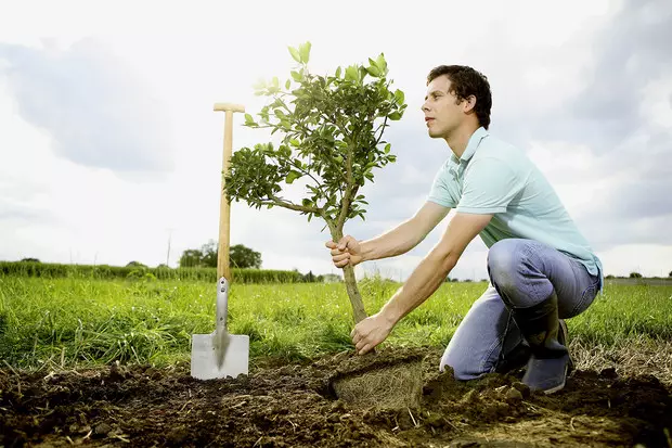 Ảnh №1 - Làm thế nào để nhanh chóng phát triển một cái cây, và sau đó cả vườn