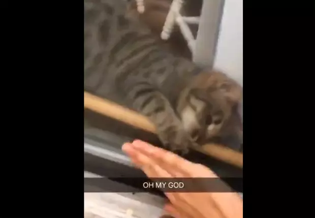 फोटो №1 - मांजरीने घरामध्ये पुनरुत्थान करू नये (व्हिडिओ)