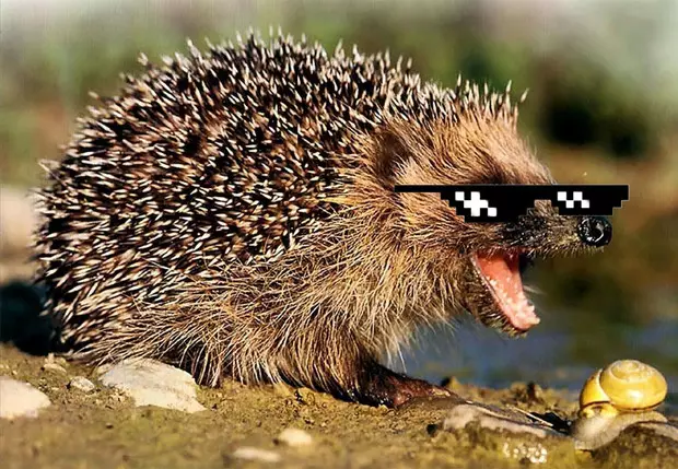 Souder Hedgehog 