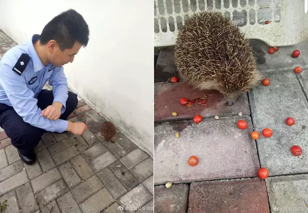 Caner Hedgehog nga 