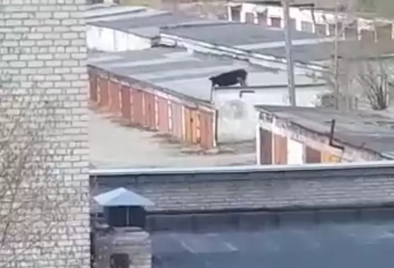 Foto nommer 1 - Koei, loop op die dakke van motorhuise in die Oeral, verbaas die internet (geheimsinnige video)