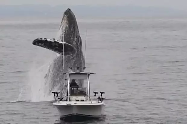 Foto №1 - Balena gigante improvvisamente saltata fuori dall'acqua vicino a tutto ciò che sospetta il pescatore (epico video)