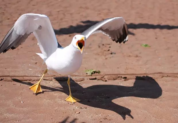 Foto nummer 1 - Tweets of the Day: The Seagull valgte sandwichen fra turist og ble meme