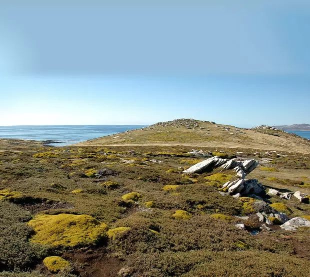 Poto №8 - Little Gedé Pengenal Sarat: Naon anu lumangsung dina Falkland