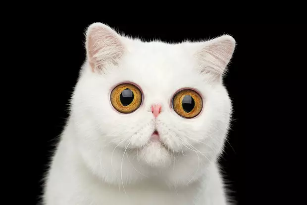 Imaginea №1 - Test: Neuraset a învățat să genereze pisici. Îți poți distinge de adevărat?