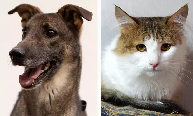 تصویر №1 - kotopin از هفته: سگ لوری و گربه آنتوان