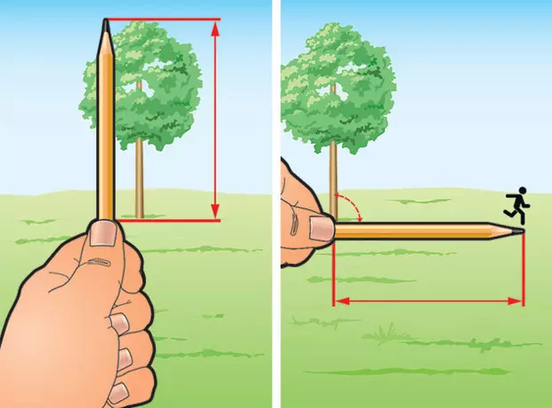 ഫോട്ടോ №2 - മരത്തിന്റെ ഉയരം എങ്ങനെ അളക്കാം
