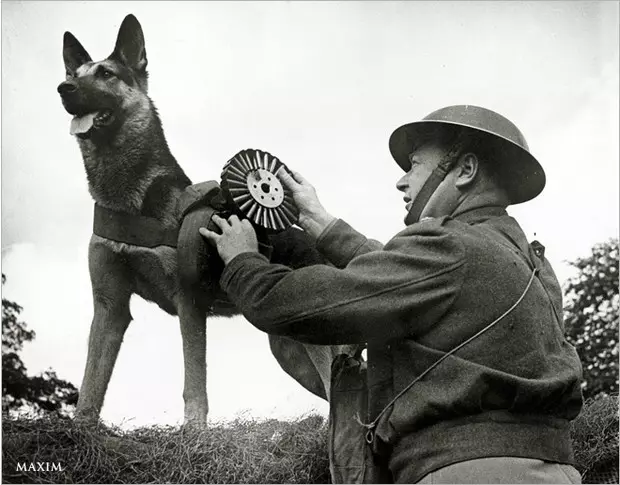 Photo Number 10 - Brutal Heroism: Brandende varkens, anti-tankmuizen en andere dieren die de Exodus hebben beïnvloed