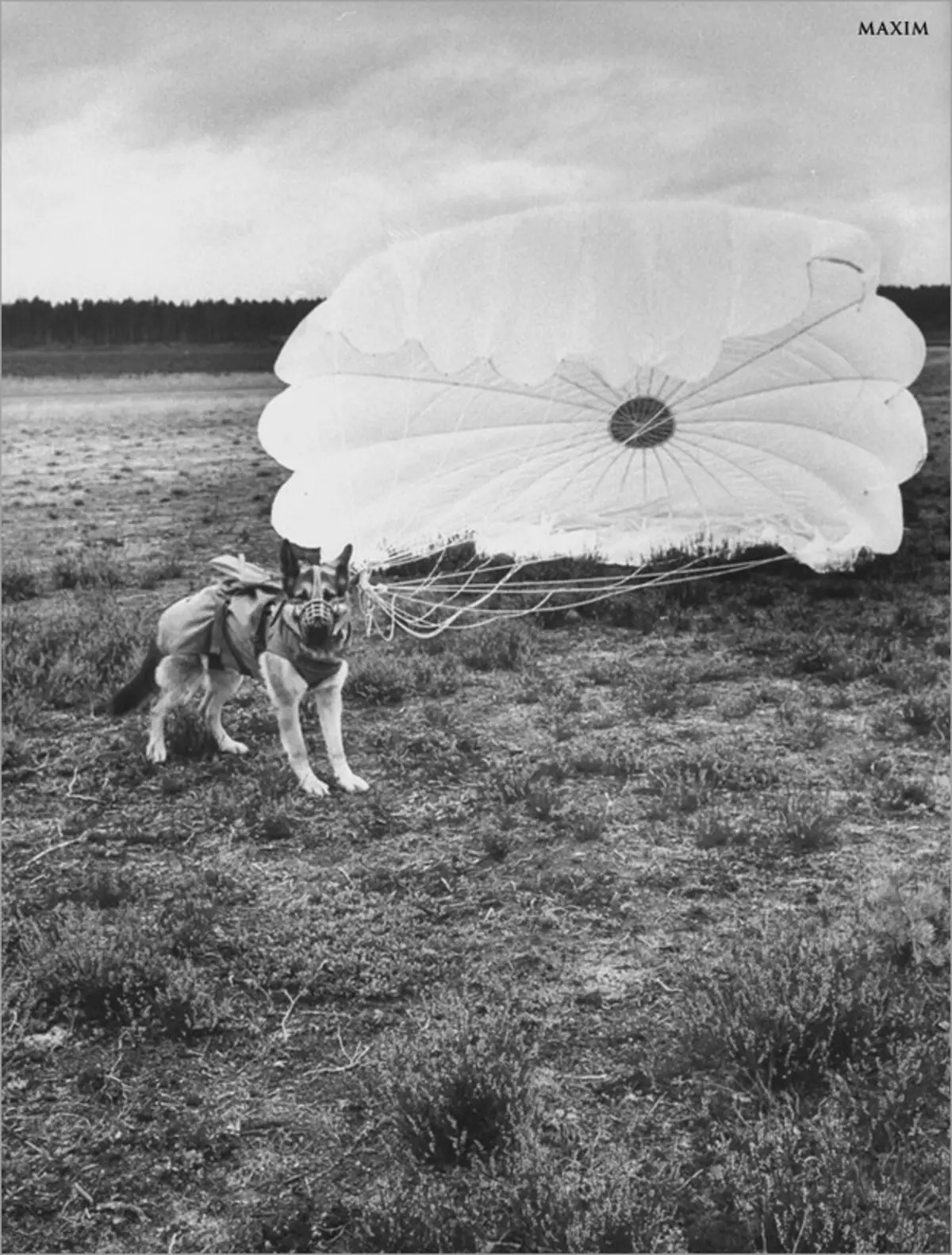 Foto №11 - Brutal Heroism: Brandende varkens, anti-tankmuizen en andere dieren die de uittocht hebben beïnvloed