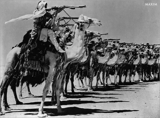 Фота №5 - зверскае гераізм: падпаленыя свінні, супрацьтанкавыя мышы і іншыя жывёлы, якія паўплывалі на зыход ВАВ