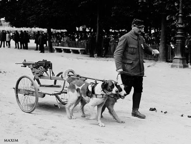 Foto №9 - brutala heroeco: brulantaj porkoj, anti-tanko-musoj kaj aliaj bestoj, kiuj influis la eliron