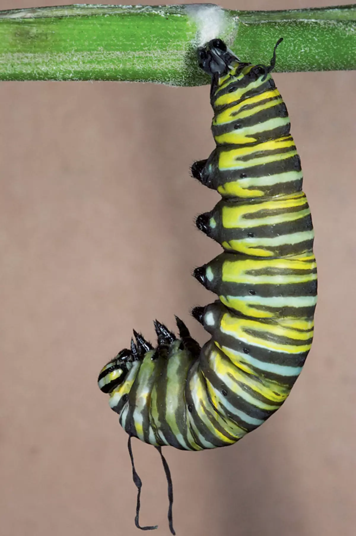 caterpillar