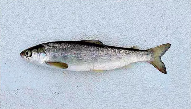 salmon Atlantic