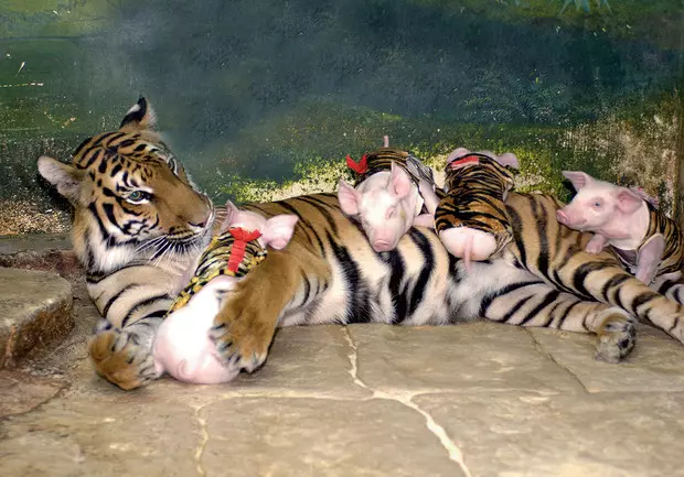 Tigress da piglets