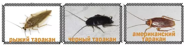 Picture №2 - Adventures of the elusive: Ortskaya article about cockroaches