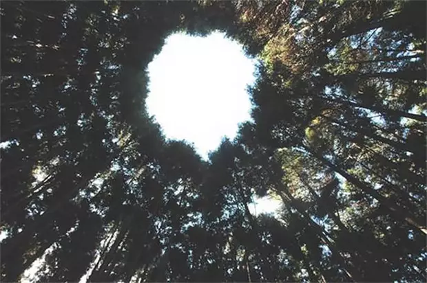 Foto №5 - Foresta rotonda, per la coltivazione di cui i giapponesi hanno trascorso 50 anni