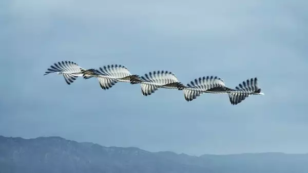 Il fotografo prende le traiettorie di voli di uccelli (Galleria) 77045_11