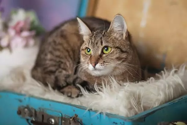 Foto №2 - Kotopois pada karantina: Kucing Darien dan anjing Kicky sedang menunggu orang-orang mereka