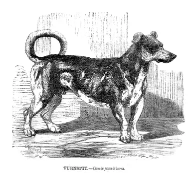 Lokale hond, gravure 1862