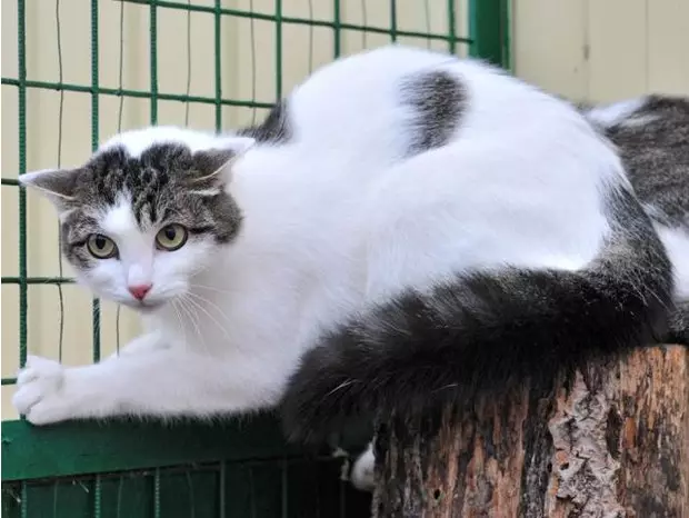 Foto numero 2 - Kotopin sulla quarantena: Cat Motya e Alabai Arthur stanno aspettando la loro gente