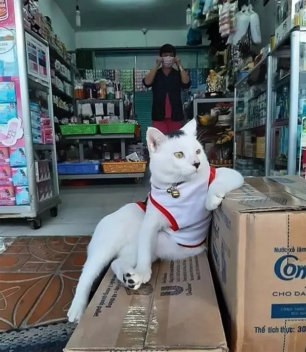 Gato não é suficiente que incrivelmente importante, então também semelhante a um ditador alemão