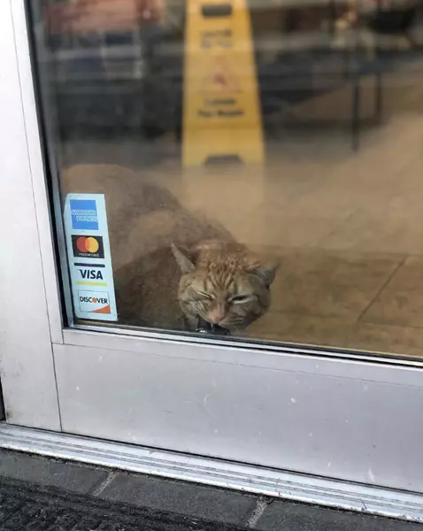 30 fotos de gatos - Tenda propietarios 85515_13