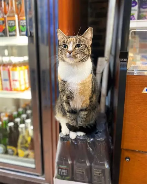 猫の店の飼い主の30枚の写真 85515_16