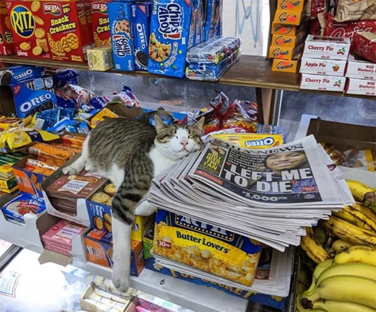 猫の店の飼い主の30枚の写真 85515_20