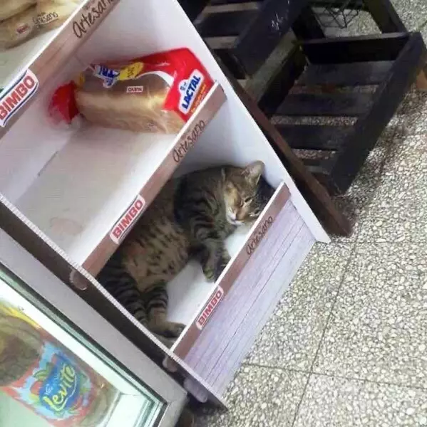 猫の店の飼い主の30枚の写真 85515_22