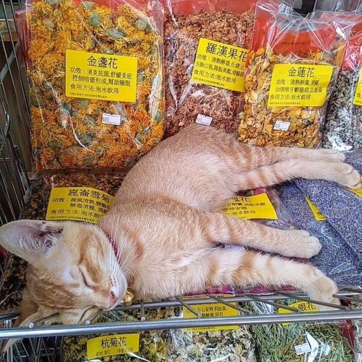 30 Mga Litrato sa Cats - Mga tag-iya sa shop 85515_25