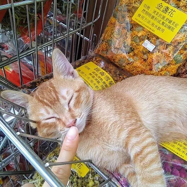 猫の店の飼い主の30枚の写真 85515_27