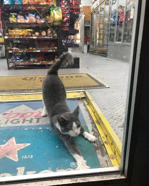 30 Mga Litrato sa Cats - Mga tag-iya sa shop 85515_28