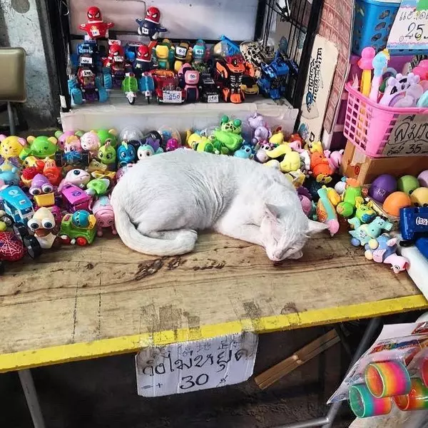 30 Mga Litrato sa Cats - Mga tag-iya sa shop 85515_29