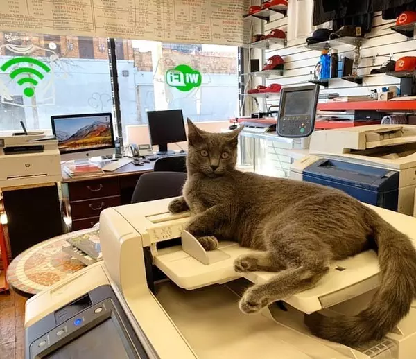 猫の店の飼い主の30枚の写真 85515_31