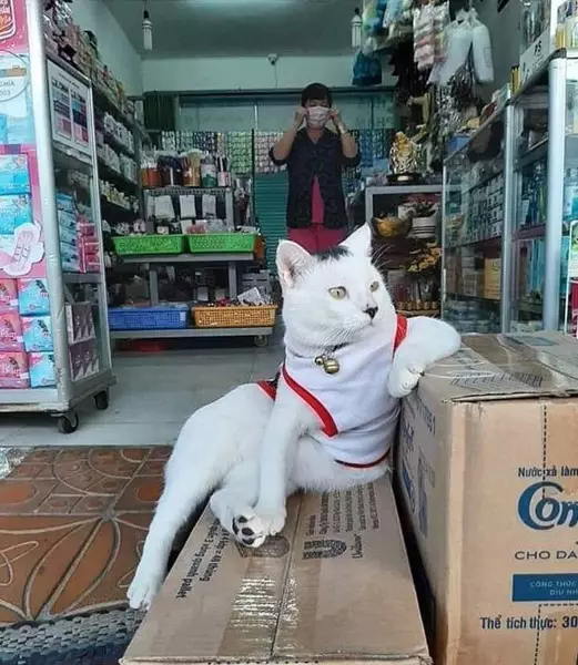 猫の店の飼い主の30枚の写真 85515_6