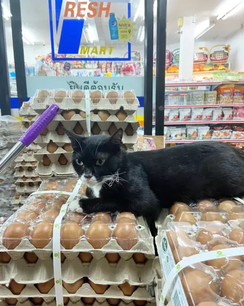 30 fotos de gatos - donos da loja 85515_9