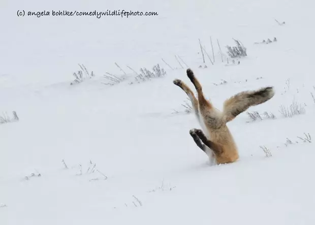 Câștigători ai fotografiilor sălbatice amuzante ale sălbăticii 2016! 93942_1