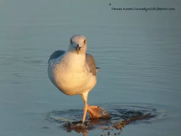 Pobjednici Funny Wildlife fotografije divljih životinja 2016! 93942_10