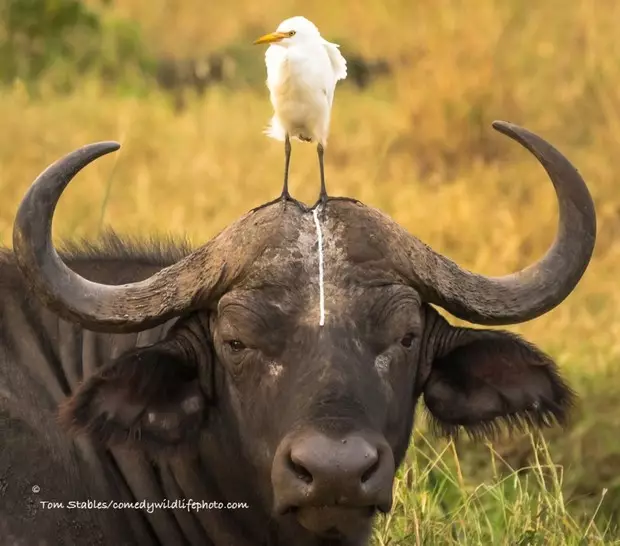 Pobjednici Funny Wildlife fotografije divljih životinja 2016! 93942_11