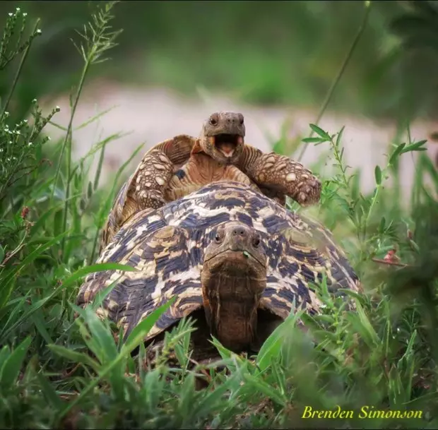 ¡Ganadores de las fotos de la vida silvestre divertidas de la vida silvestre 2016! 93942_13