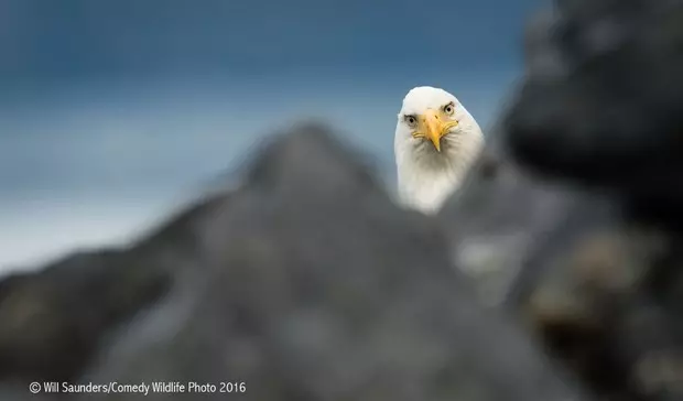 照片№14 - 2016年“野生動物有趣照片”的獲獎者！