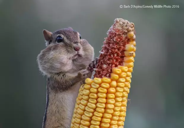 Pobjednici Funny Wildlife fotografije divljih životinja 2016! 93942_15