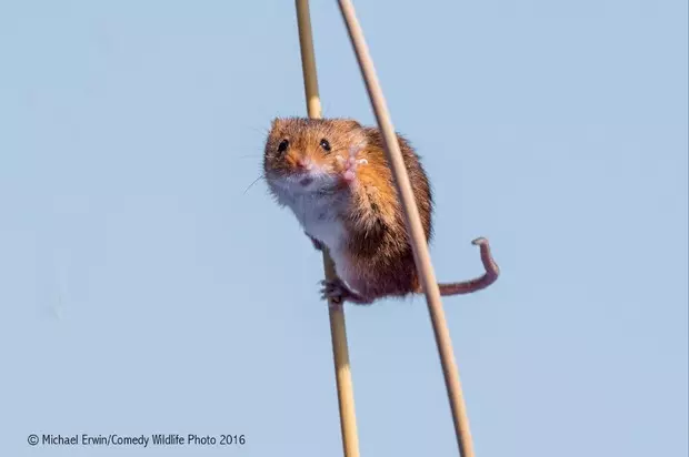 Pobjednici Funny Wildlife fotografije divljih životinja 2016! 93942_4