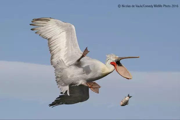 Pobjednici Funny Wildlife fotografije divljih životinja 2016! 93942_6