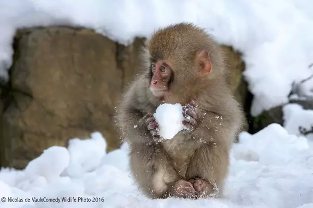 Pobjednici Funny Wildlife fotografije divljih životinja 2016! 93942_7