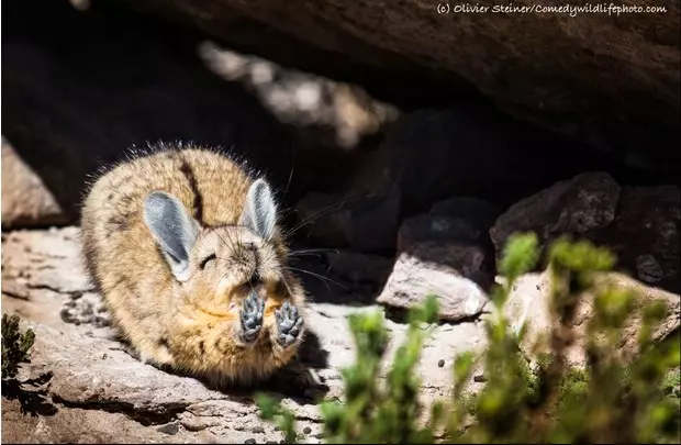 ¡Ganadores de las fotos de la vida silvestre divertidas de la vida silvestre 2016! 93942_8