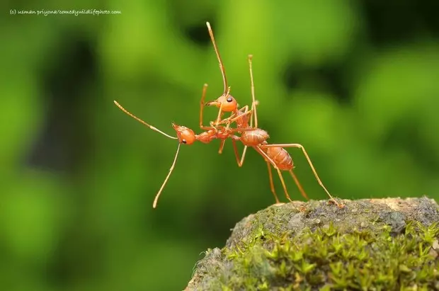 照片№9 - 2016年“野生生物的有趣照片”的獲獎者！