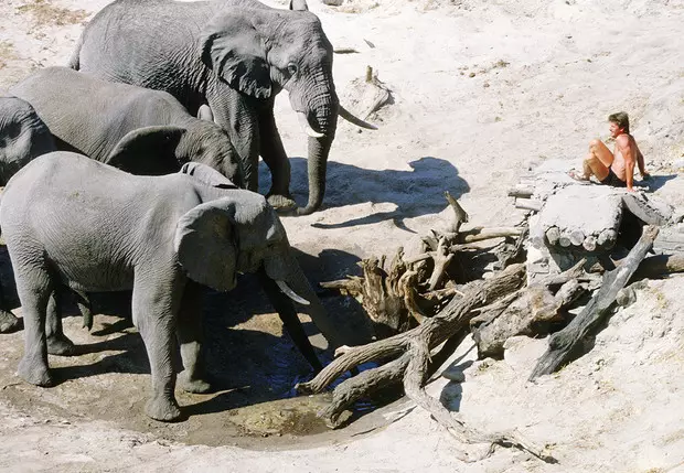 Foto №1 - Cara ndorong asu, Wasp, gajah lan livalifty liyane