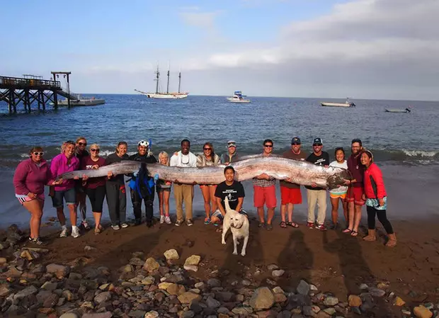 The longest bone fish (Seld king or belt fish)